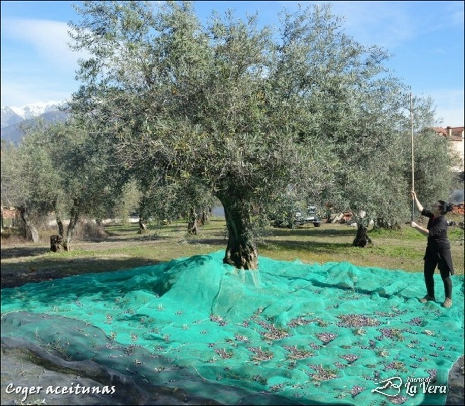 El Olivo: El árbol milenario del oro líquido – estefaniagranadatours